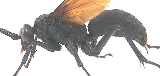 Muscaturi si intepaturi